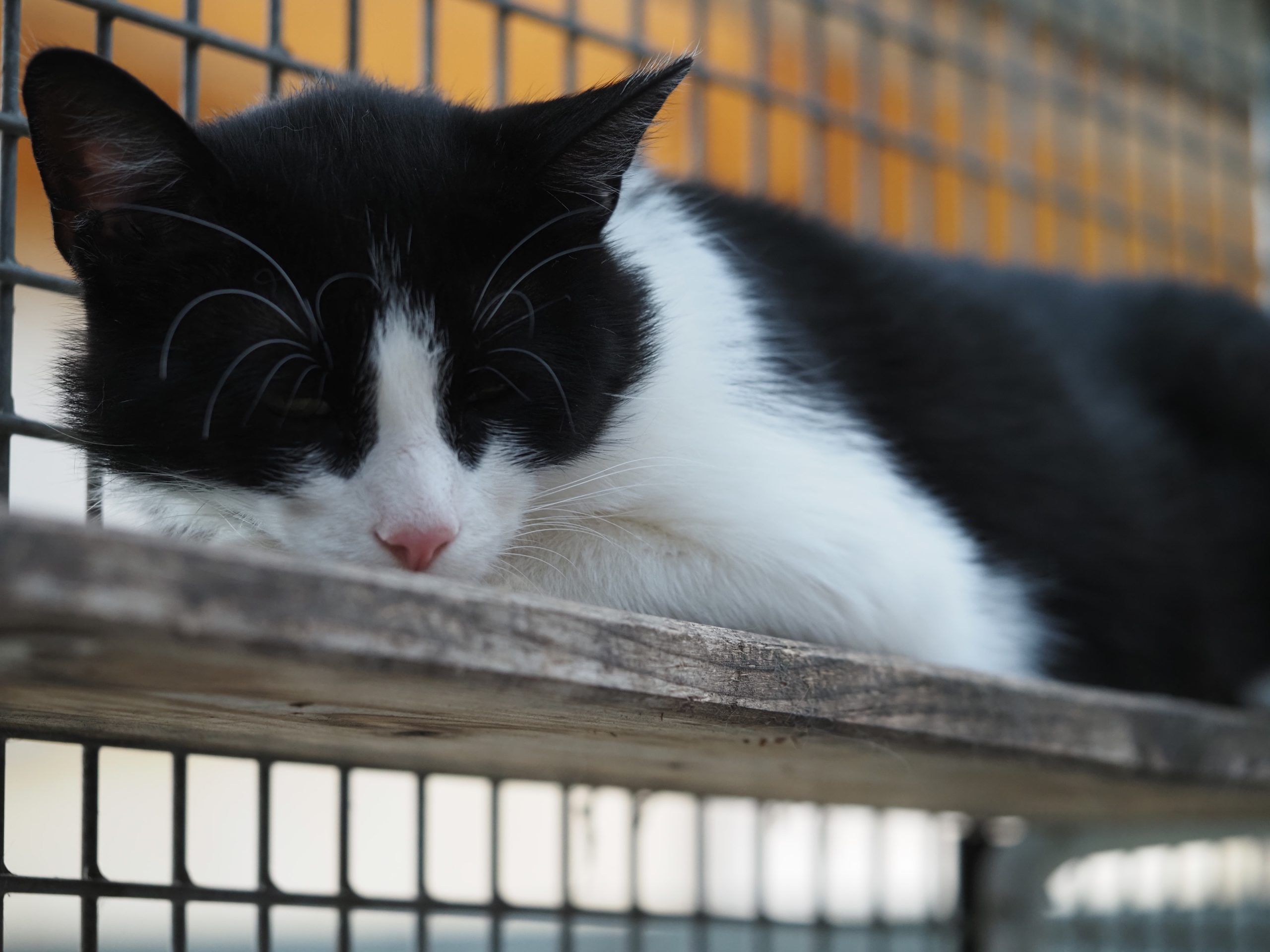 Fuji – mit dem Motto „besser Vorsicht als Nachsicht…“ – Tierheim ...