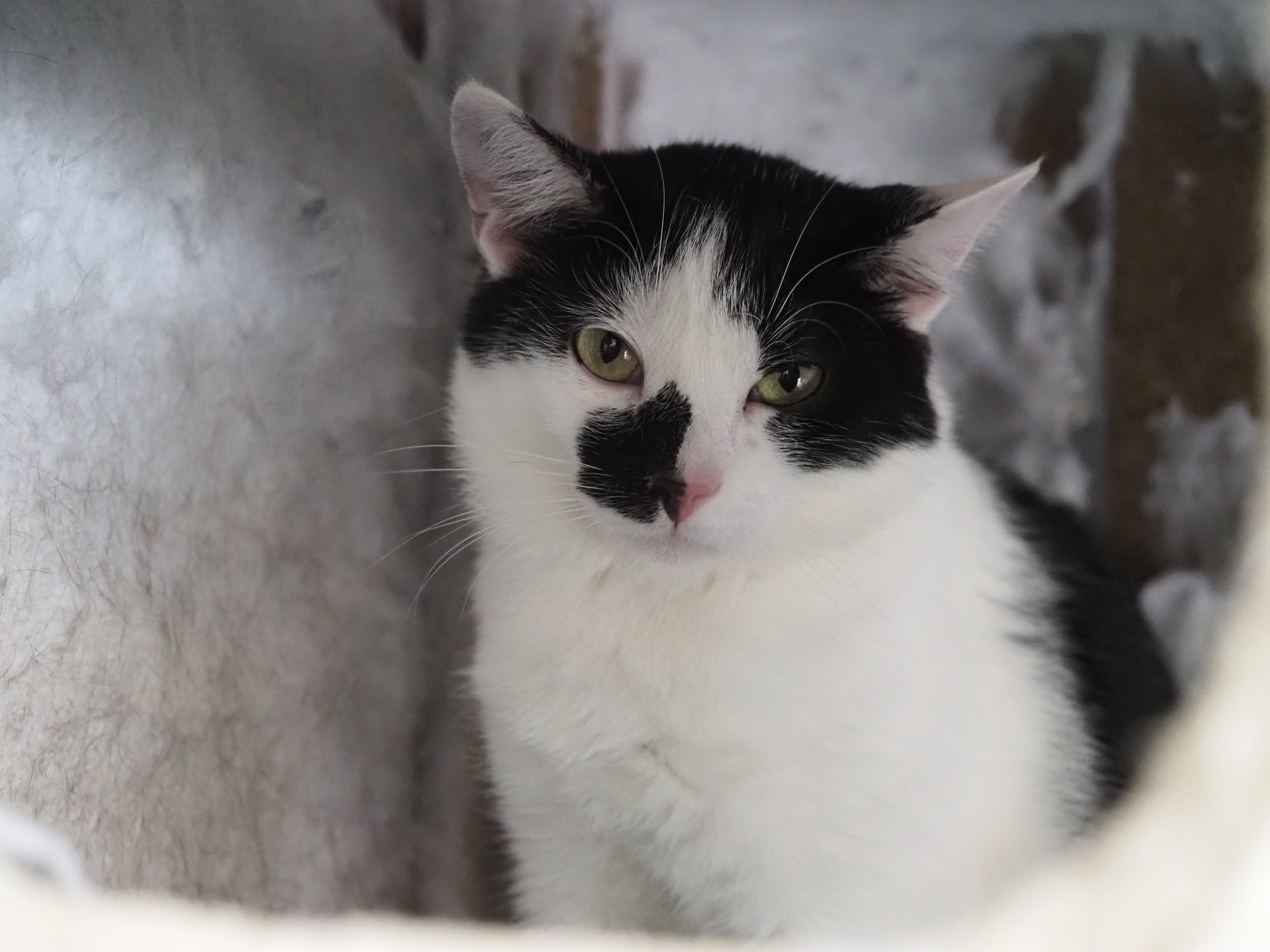 Kenji – Herzensprojekt zu vermitteln – Tierheim Emmendingen