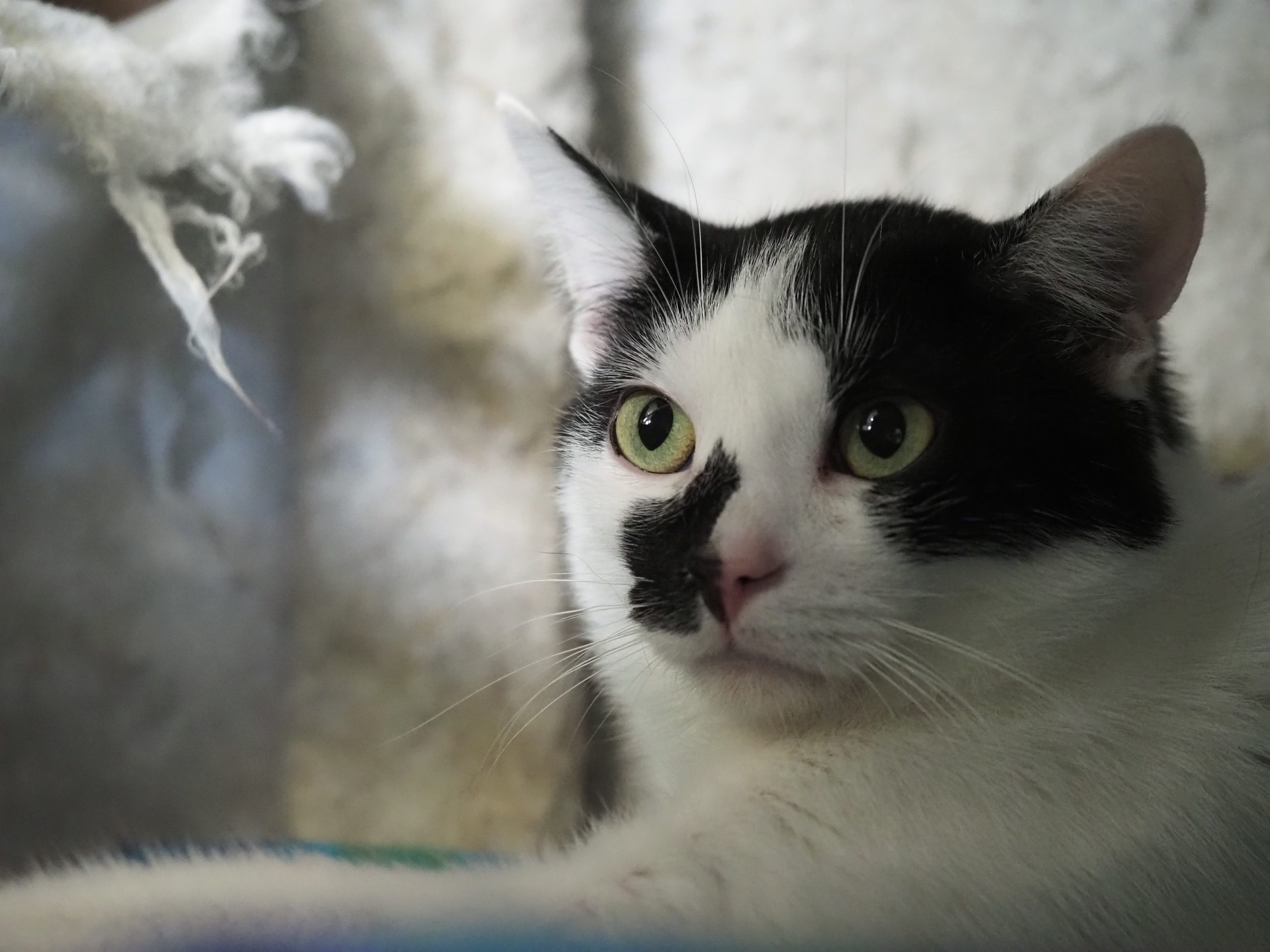 Kenji – Herzensprojekt zu vermitteln – Tierheim Emmendingen